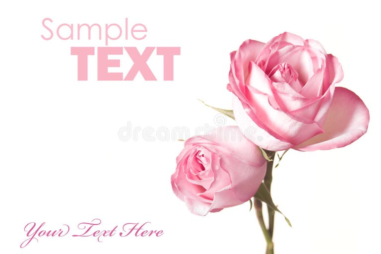 Pink Roses Isolated Pink Ribbon Stock Illustrations – 2,342 Pink Roses ...