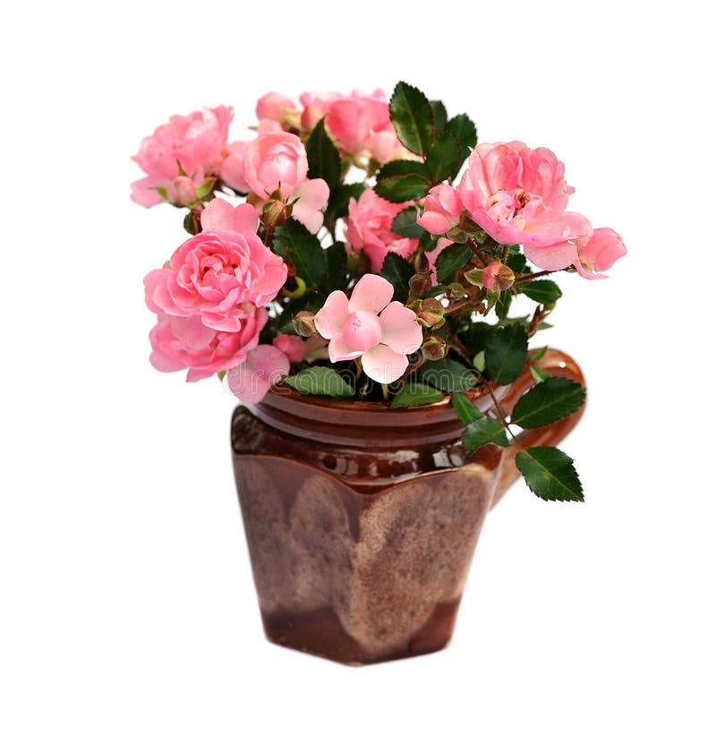 Bunch Small Pink Roses Ceramic Pot Stock Photos - Free & Royalty-Free ...