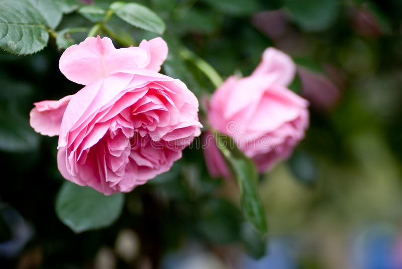 Pink roses stock photo. Image of blooming, pink, decoration - 11774084