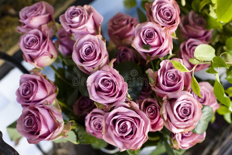 Assorted Roses stock photo. Image of pink, attractive, bright - 81752