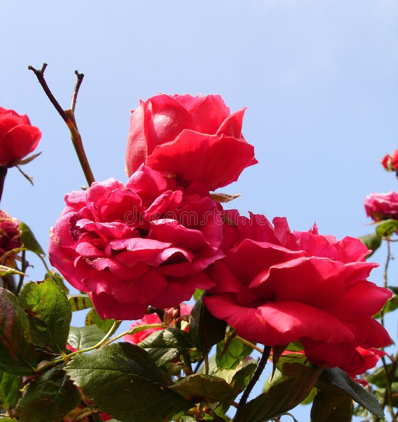 3,302 Rose Bush Thorns Stock Photos - Free & Royalty-Free Stock Photos ...