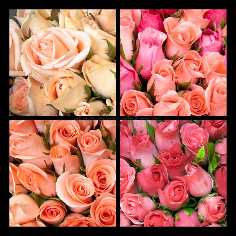 Pink roses stock image. Image of pink, sweetheart, buds - 16104855