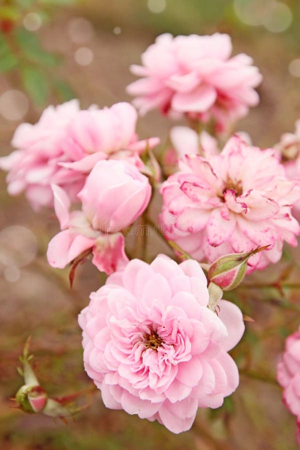 Pink roses stock photo. Image of leaf, marriage, aroma - 21634016