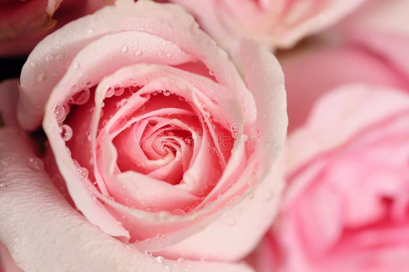 Pink roses stock photo. Image of soft, close, macro, roses - 22313082