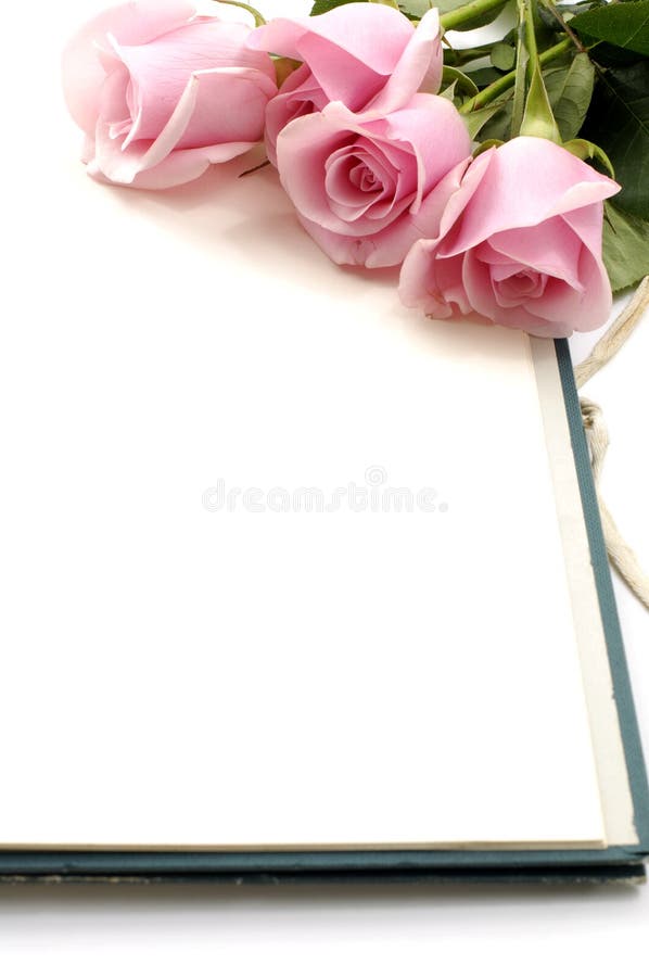 Pink roses stock photo. Image of flower, natural, isolated - 22338454