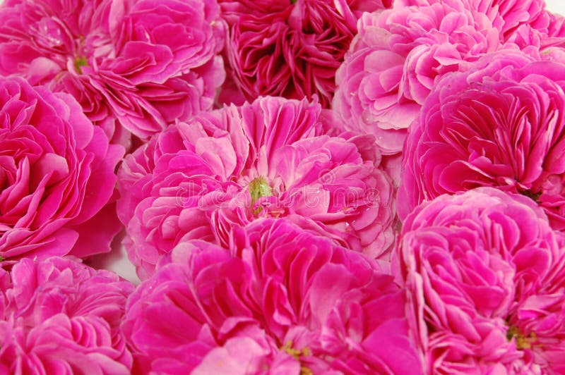 Pink roses stock photo. Image of flowers, relax, blooms - 23185052