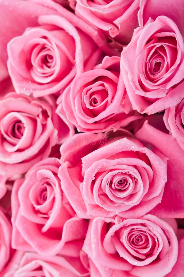 Pink roses stock image. Image of detail, details, beauty - 33288721