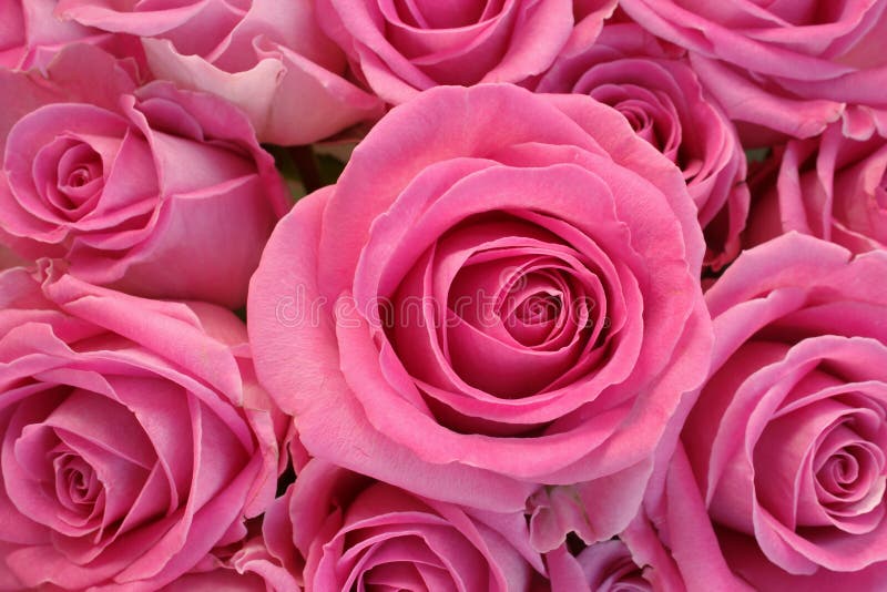 Pink roses stock image. Image of bouquet, love, rose - 26347591