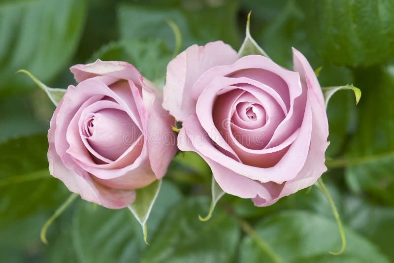 Pink roses stock image. Image of flowers, rose, pink - 27116257