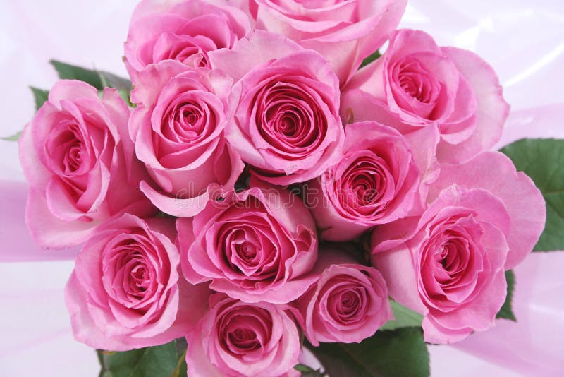 Pink Roses stock photo. Image of flowers, present, gift - 2743024