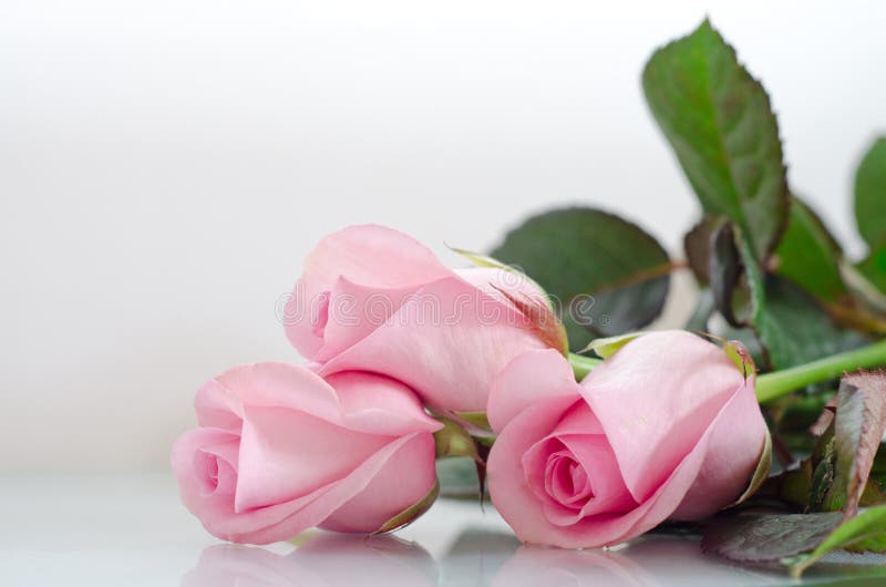 Pink roses stock image. Image of romance, anniversary - 28146277