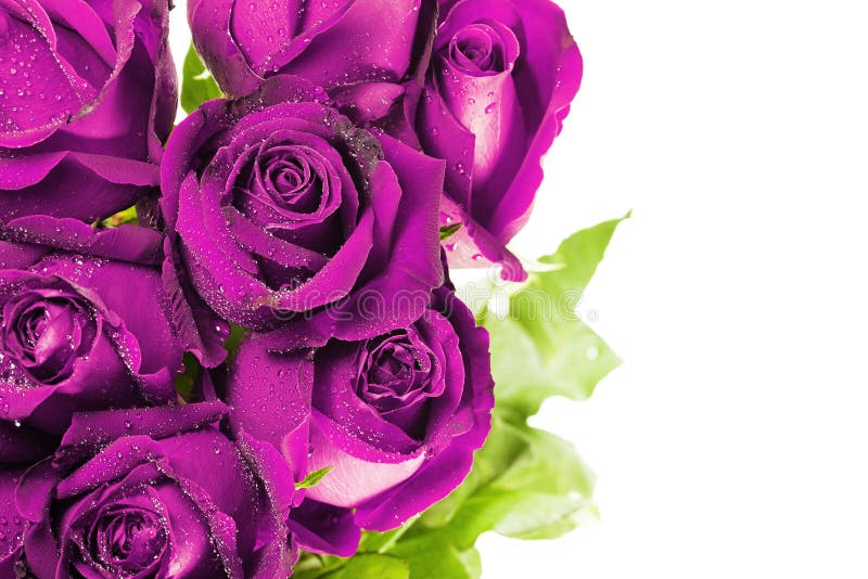 Assorted Roses stock photo. Image of pink, attractive, bright - 81752