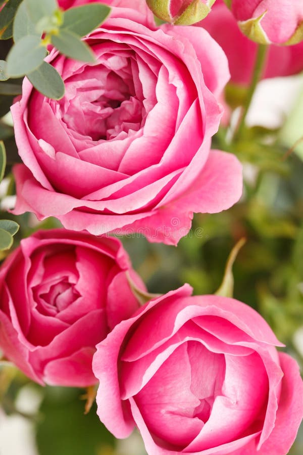Beautiful Pink Roses in Garden Stock Image - Image of bouquet, outdoor ...