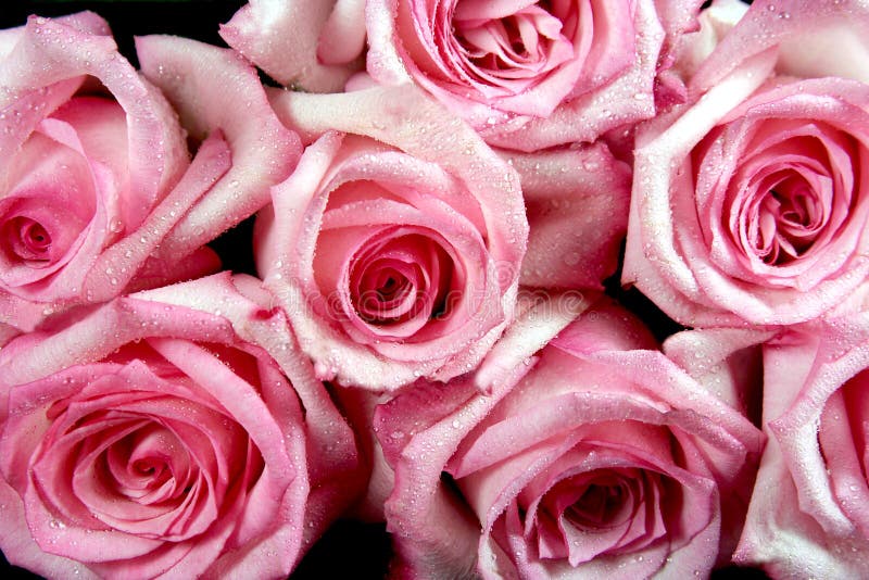 Pink Roses stock photo. Image of macro, celebration, leaf - 4176382