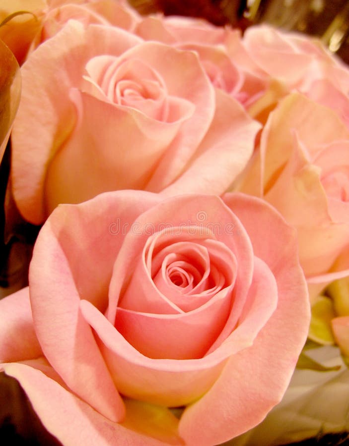 Unique rainbow roses stock image. Image of elegant, flowers - 5065111