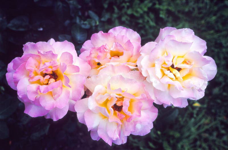 Pink roses stock image. Image of pink, four, beautiful - 4804201