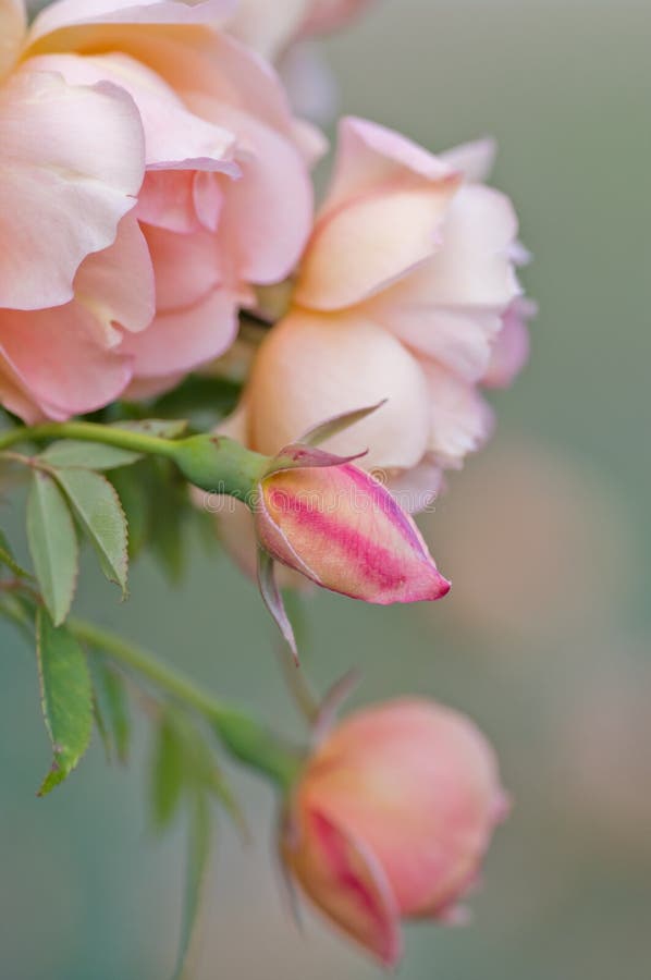 Pink roses stock image. Image of rose, flowers, gardening - 7419219