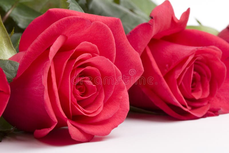 Roses on wedding table stock photo. Image of pink, bouquet - 382454
