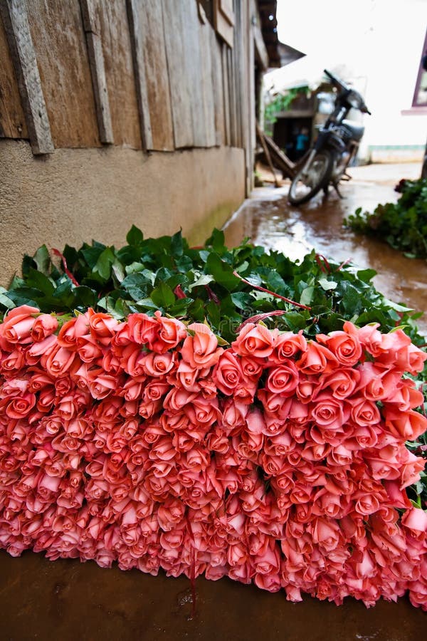 Pink Roses stock photo. Image of classy, close, bride - 7928382