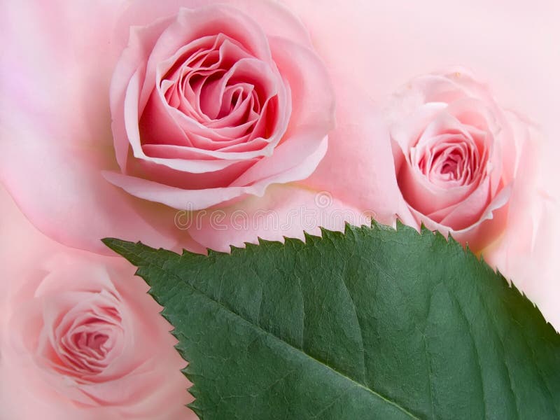 Roses Free Stock Photos & Pictures, Roses Royalty-Free and Public ...