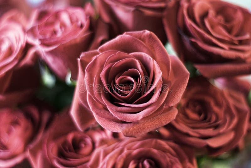 Assorted Roses stock photo. Image of pink, attractive, bright - 81752