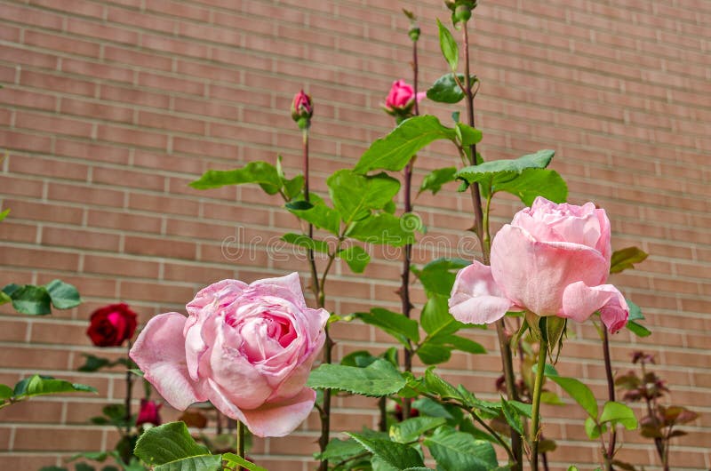 Two Pink Roses stock photo. Image of states, summer, pink - 98176906