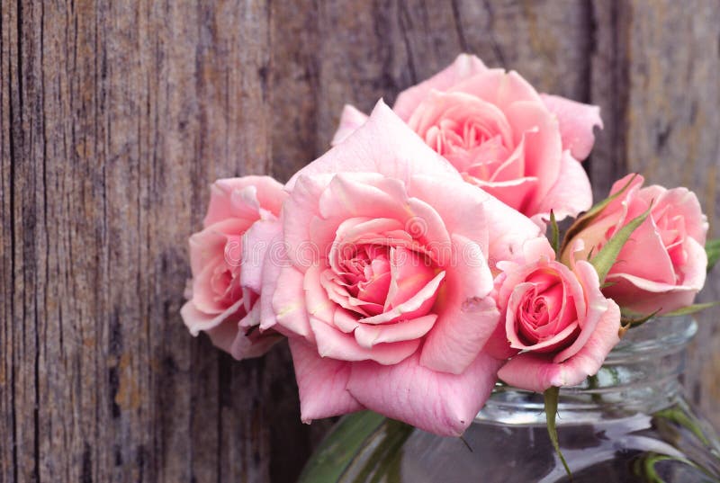 Pink roses stock photo. Image of holiday, summer, petal - 47573302