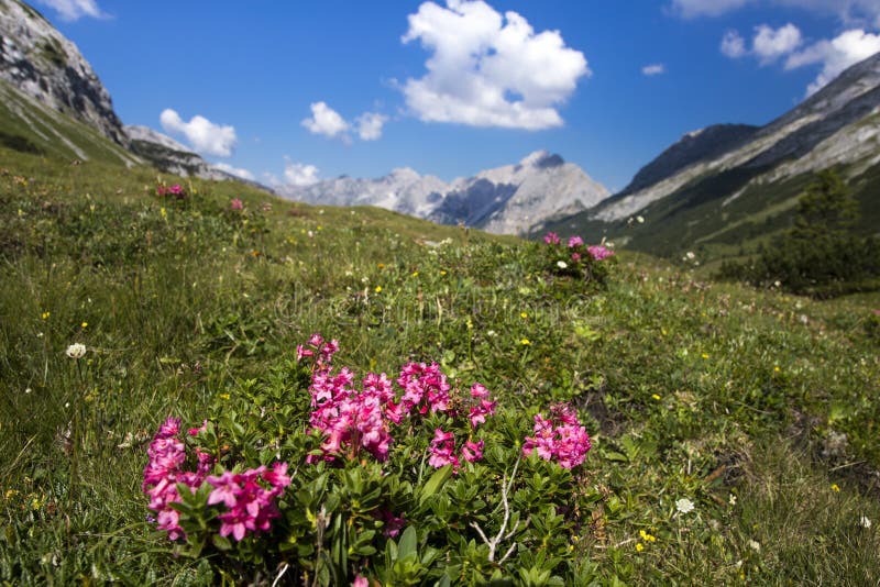 Alpine Roses Mountain Flowers Of The Alps Stock Image - Image of ...