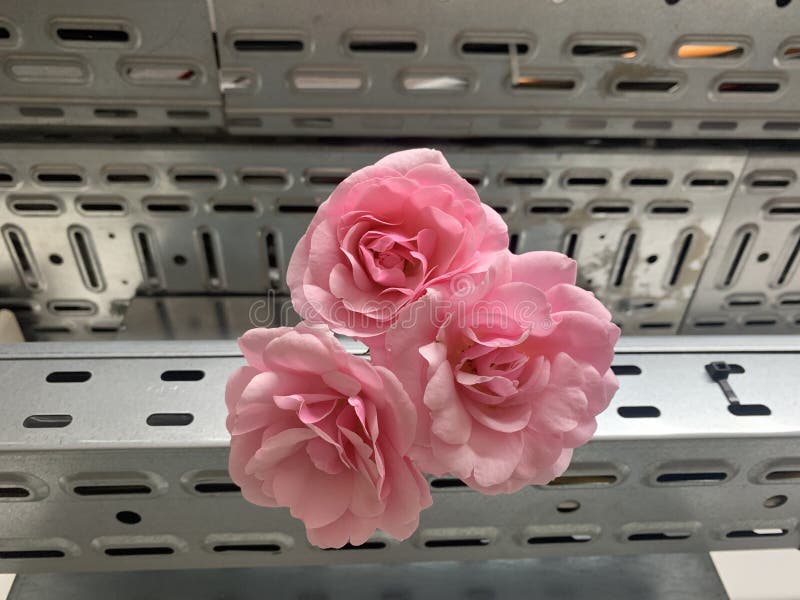 Pink Roses and Alyminium Plates Stock Image - Image of three, plates ...