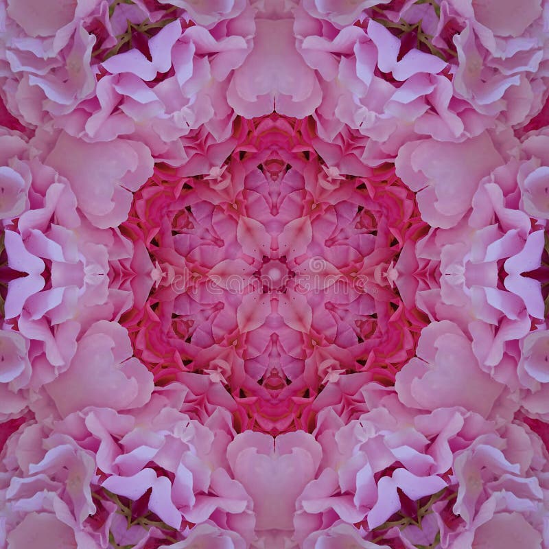 Pink Roses Artistic Abstract Background Template Stock Photo - Image of ...