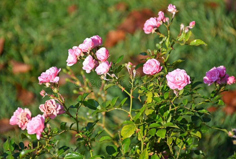 Pink roses in autumn time stock photo. Image of plant - 162562506