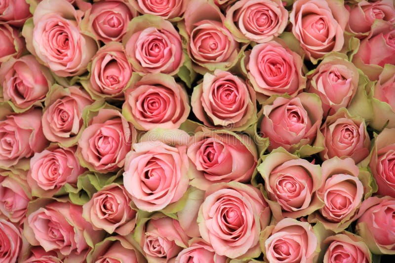 Group of Pink roses stock image. Image of bride, flowers - 100028379