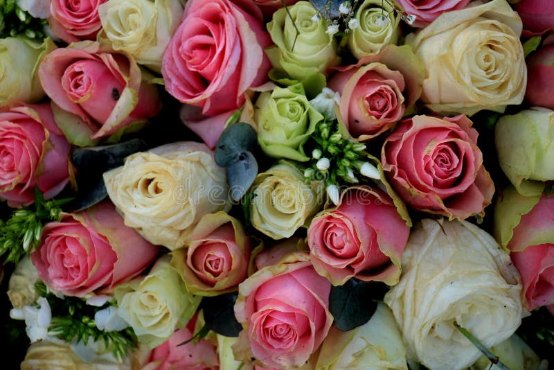 Group of Pink roses stock image. Image of green, backdrop - 167928971