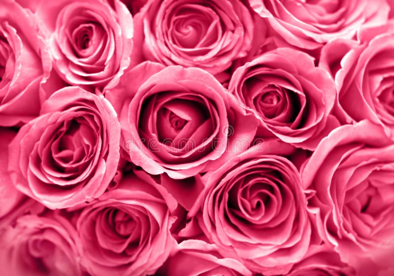Pink Roses Background Stock Photos - Image: 4545723