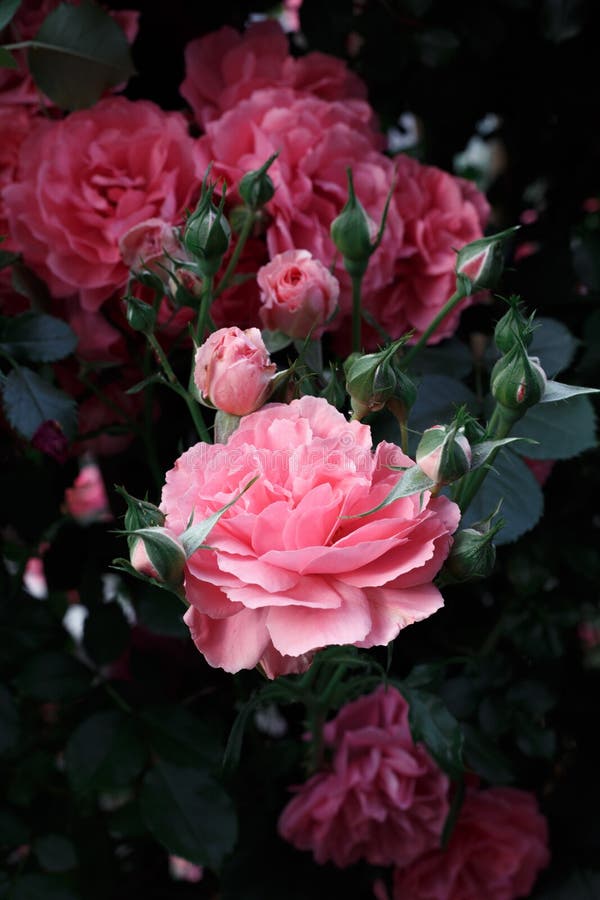 Pink Roses. Background of Blooming Roses. Garden of Roses. Nature Stock ...