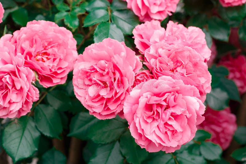 Pink Roses. Background of Blooming Roses. Garden of Roses. Nature Stock ...