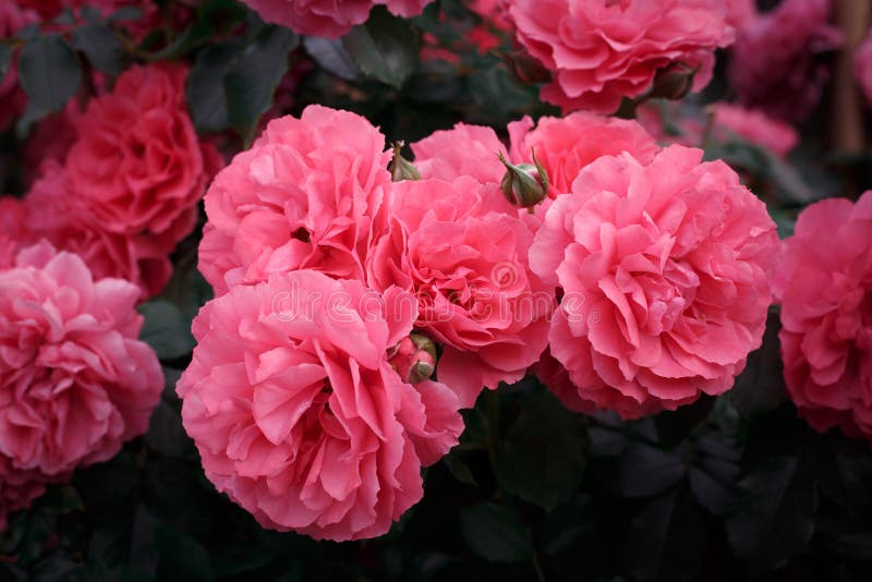 Pink Roses. Background of Blooming Roses. Garden of Roses. Nature Stock ...