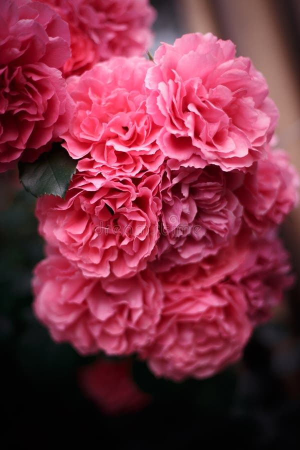 Pink Roses. Background of Blooming Roses. Garden of Roses. Nature Stock ...