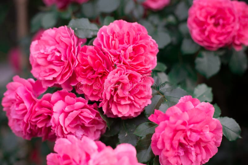 Pink Roses. Background of Blooming Roses. Garden of Roses. Nature Stock ...