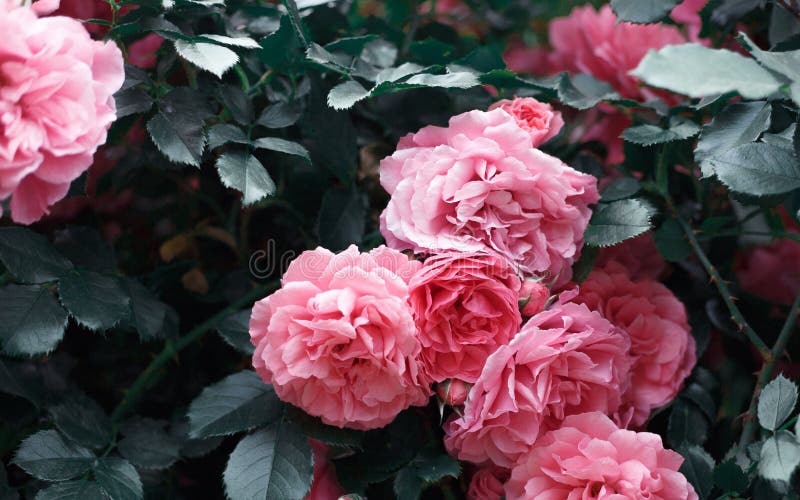 Pink Roses. Background of Blooming Roses. Garden of Roses. Nature Stock ...