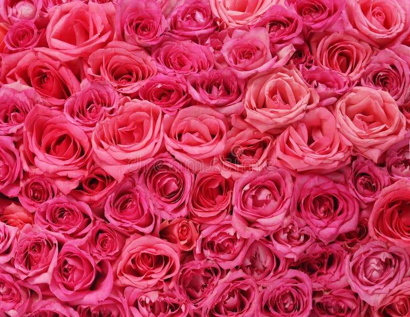 Hot Pink Roses. Border stock image. Image of flower, freshness - 38934037