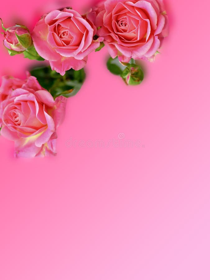 Pink Roses on a Pink Background with a Gradient Stock Photo - Image of ...