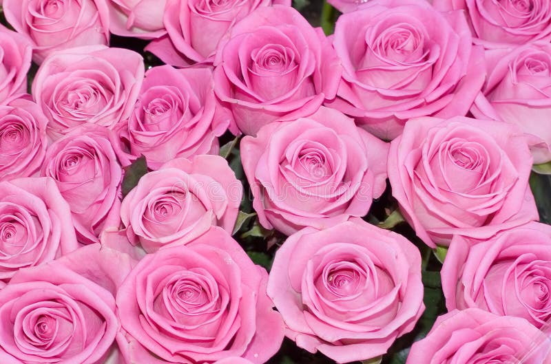 Pink Roses Background of My Floral Backgrounds Stock Image - Image of ...