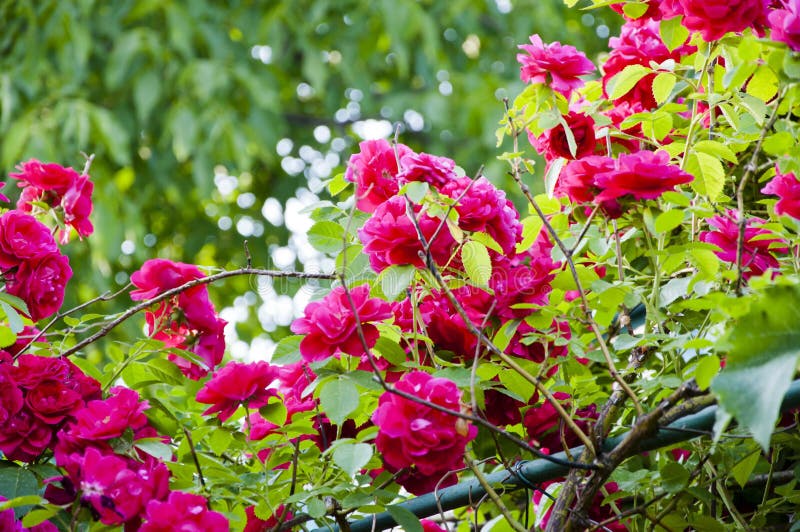 Pink Roses Background. Summer Nature Stock Photo - Image of bright ...