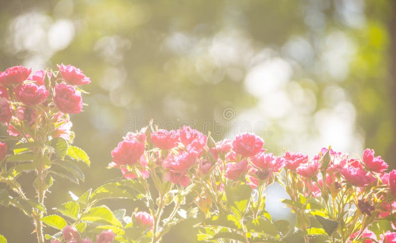Pink Roses Backlit with Sunshine Stock Image - Image of petals, nature ...