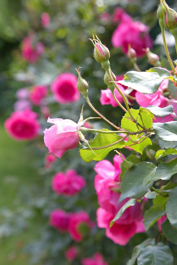 Pink roses stock image. Image of garden, climbing, roses - 44849123