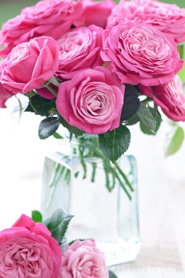 Pink roses stock image. Image of head, aged, mothers - 36398101