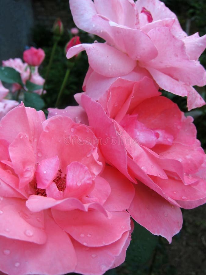 Pink roses with raindrops stock image. Image of fragility - 190732323