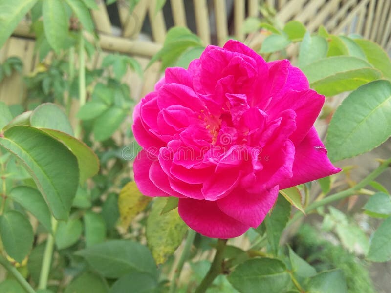 The pink roses in bloming stock photo. Image of petal - 240632022