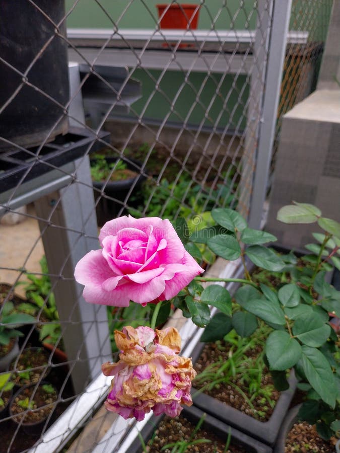 Pink Roses Bloom Beautifully Next To Wilted Roses. Stock Image - Image ...